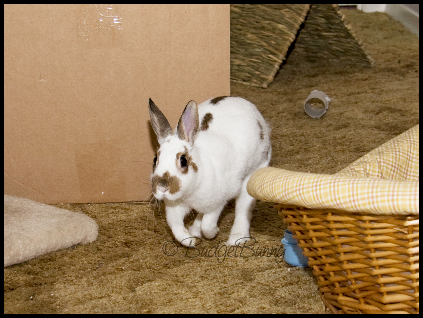 Is A Rabbit The Right Pet For You? | BudgetBunny